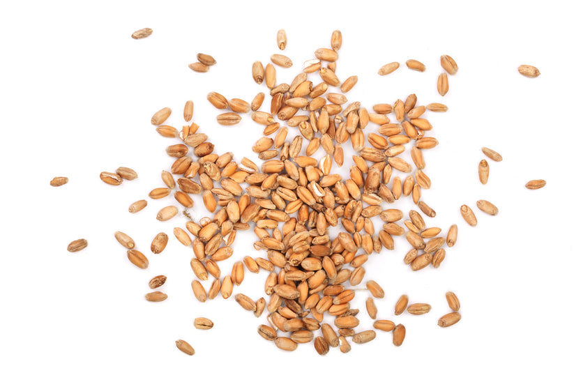 Semilla de centeno – Botánica Granel